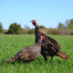 Raising Heritage Breed Chocolate Turkeys - Backyard Poultry